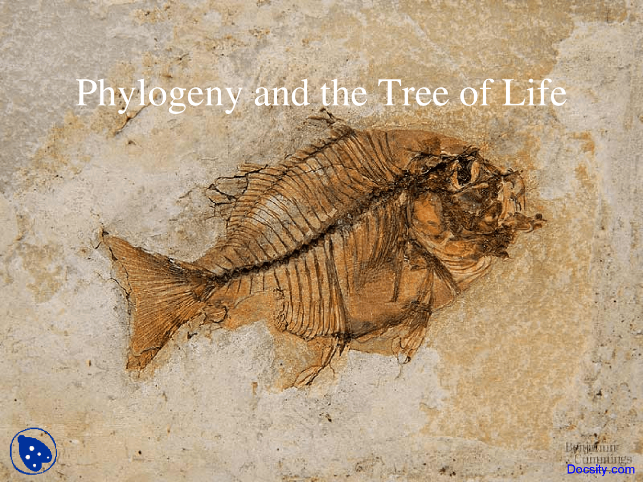 Phylogeny And The Tree Of Life Exploring Biology Lecture Slides