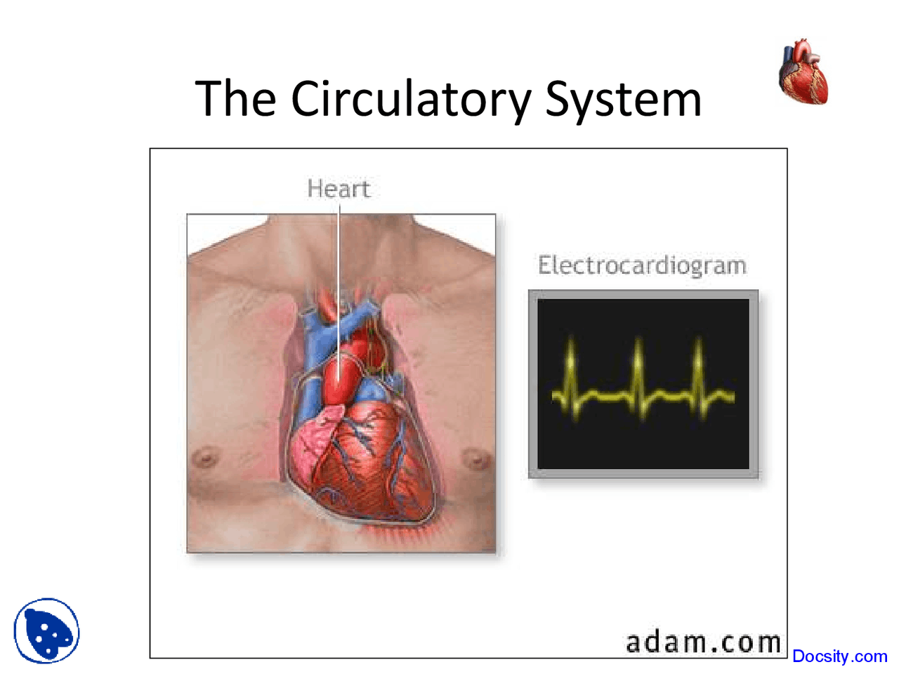 Circulatory System Human Biology Lecture Slides Docsity