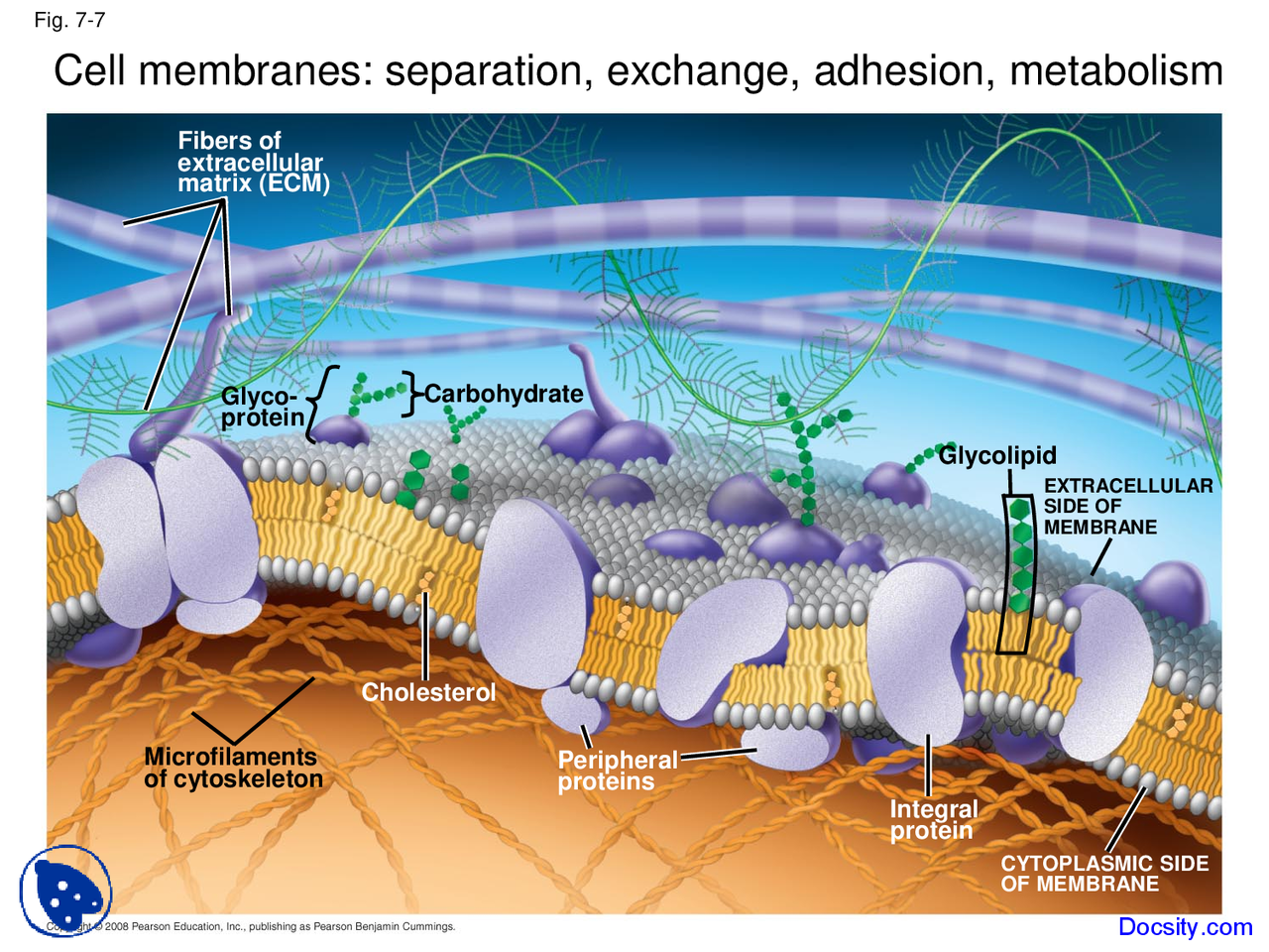 Metabolism Fundamentals Of Biology Lecture Slides Docsity