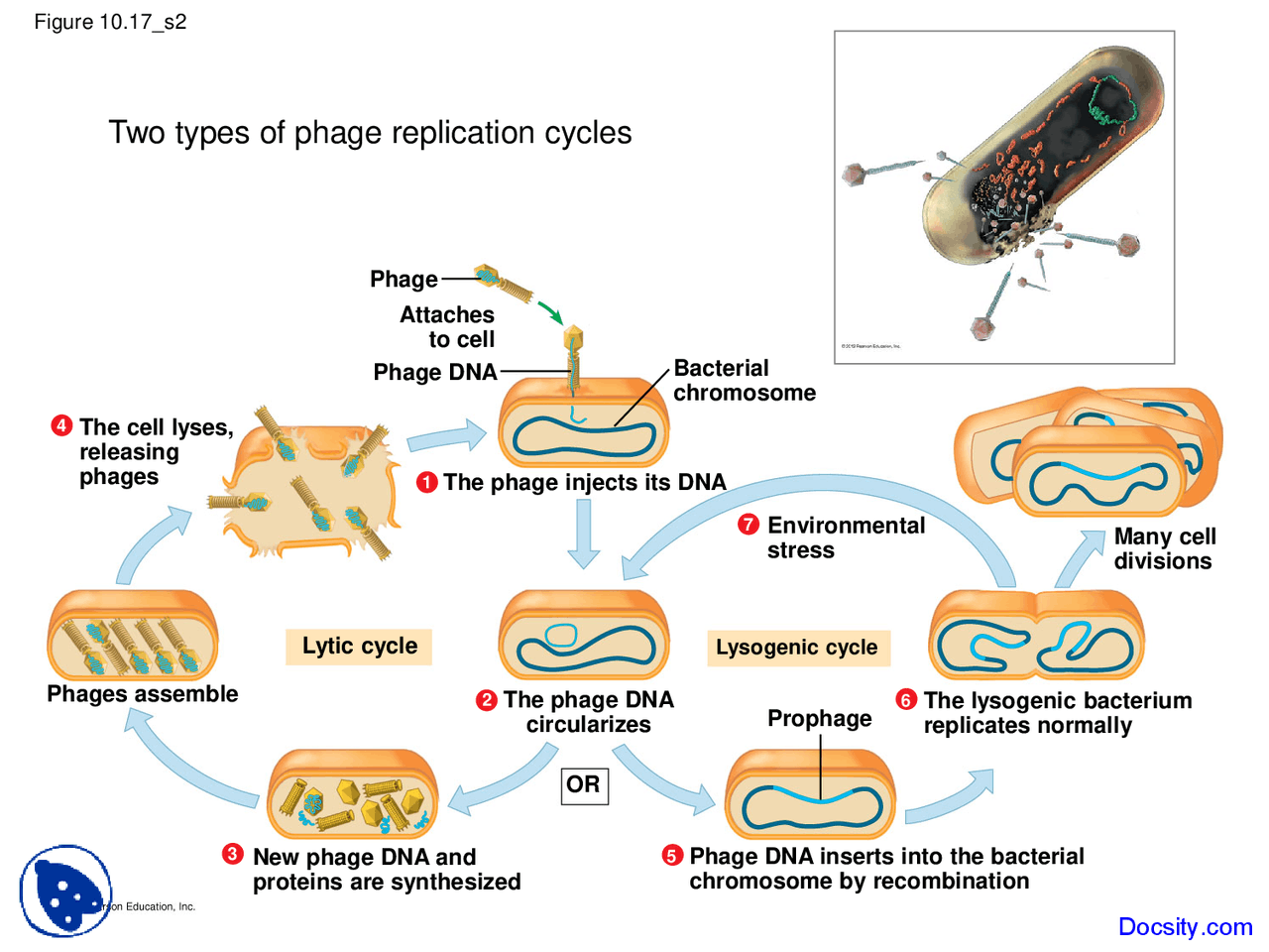 Phage Replication Cycles - Fundamentals of Biology - Lecture Slides ...