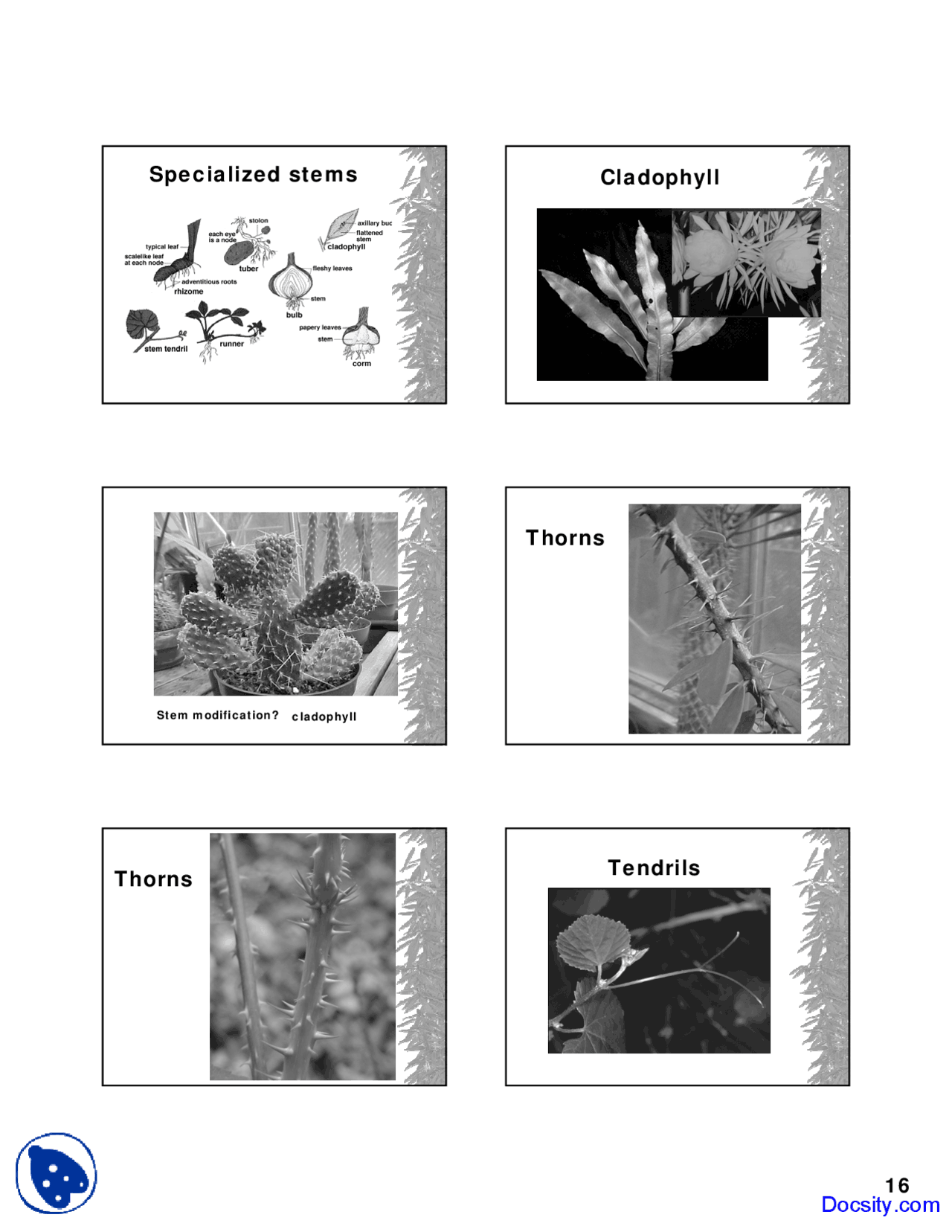 Specialized Stems Fundamentals Of Botany Lecture Slides Slides