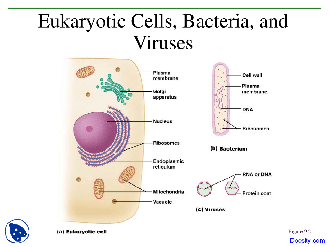 Eukaryotic Cells Fundamentals Of Biology Lecture Slides Docsity