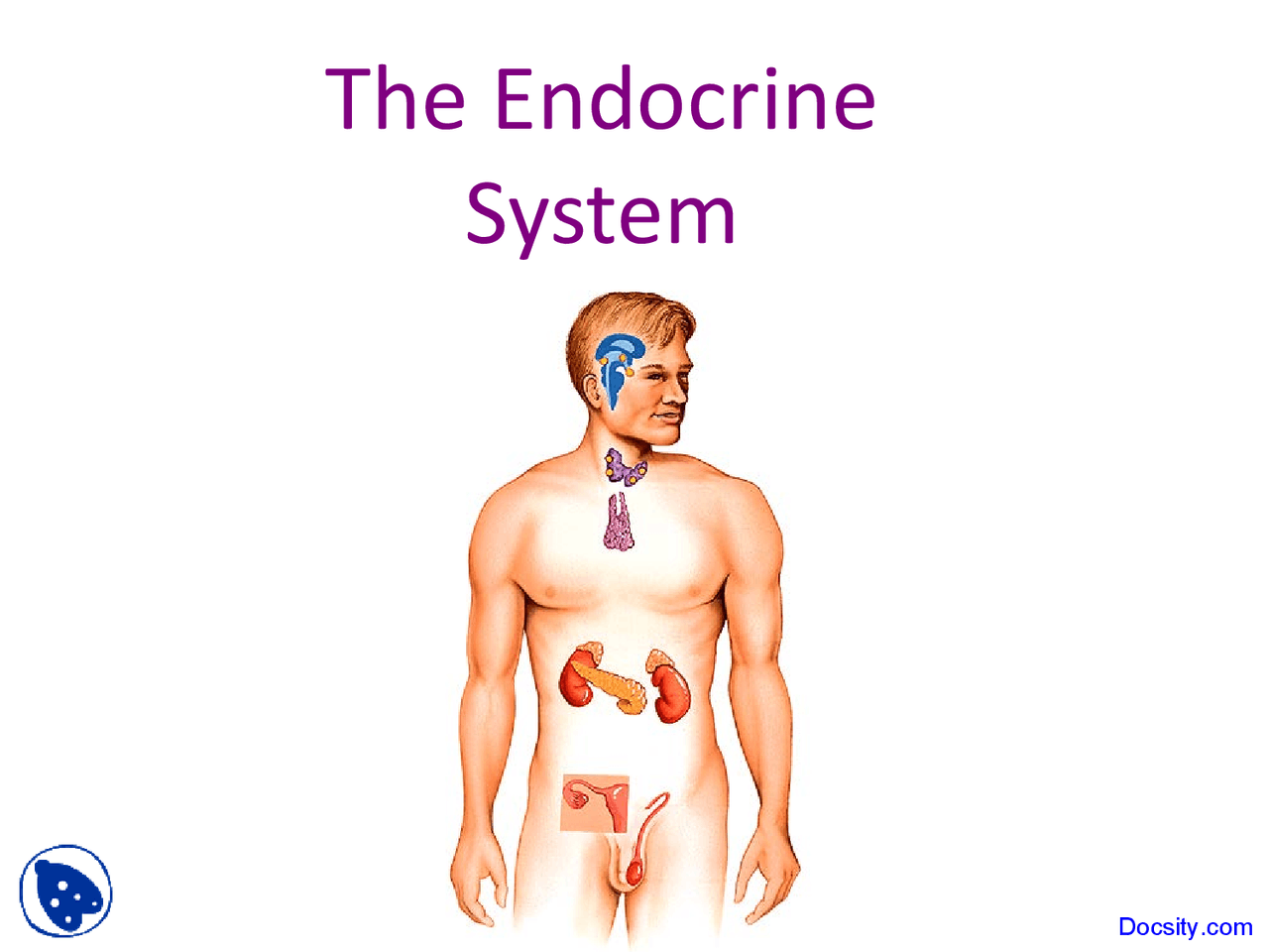 Endocrine System Human Biology Lecture Slides Docsity