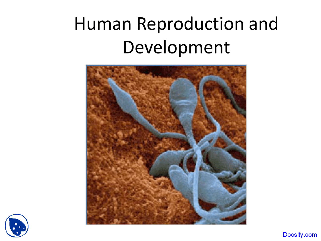 Human Reproduction And Development Human Biology Lecture Slides