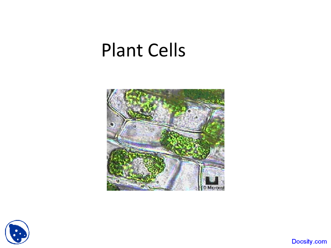 Plant Cells Fundamentals Of Botany Lecture Slides Docsity