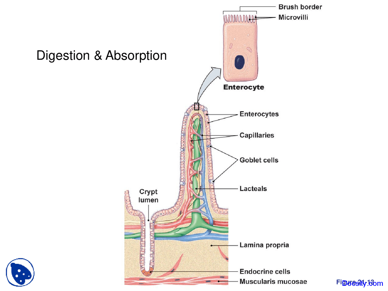 Digestion And Absorption Fundamentals Of Biology Lecture Slides
