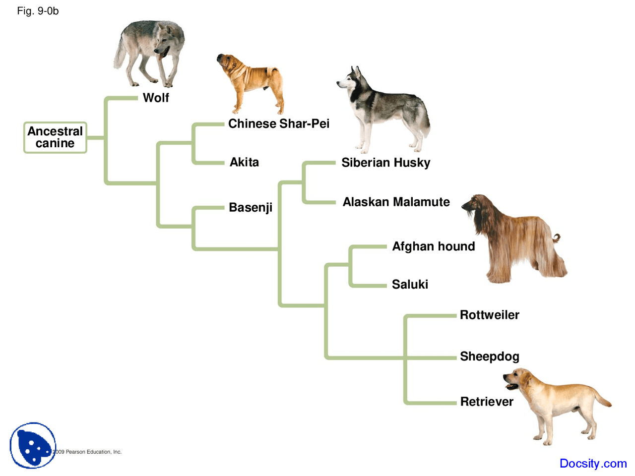 Ancestral Canine - Fundamentals of Biology - Lecture Slides - Docsity