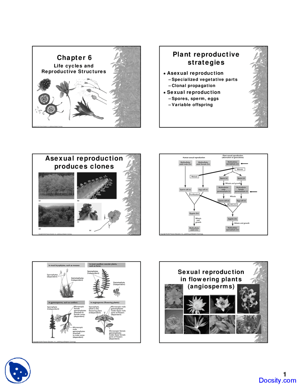 Life Cycles Fundamentals Of Botany Lecture Slides Docsity