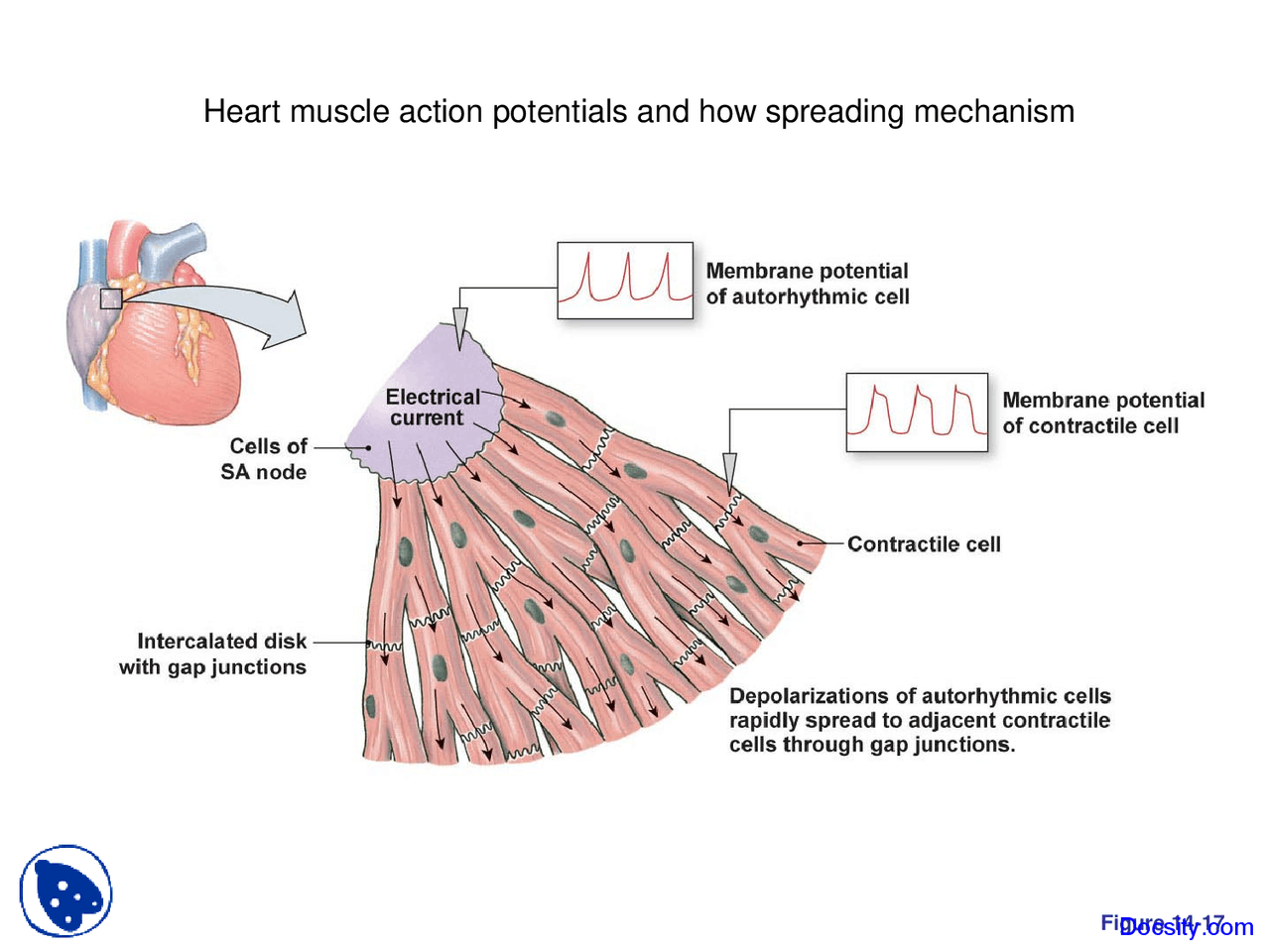 Heart Muscle - Fundamentals of Biology - Lecture Slides - Docsity