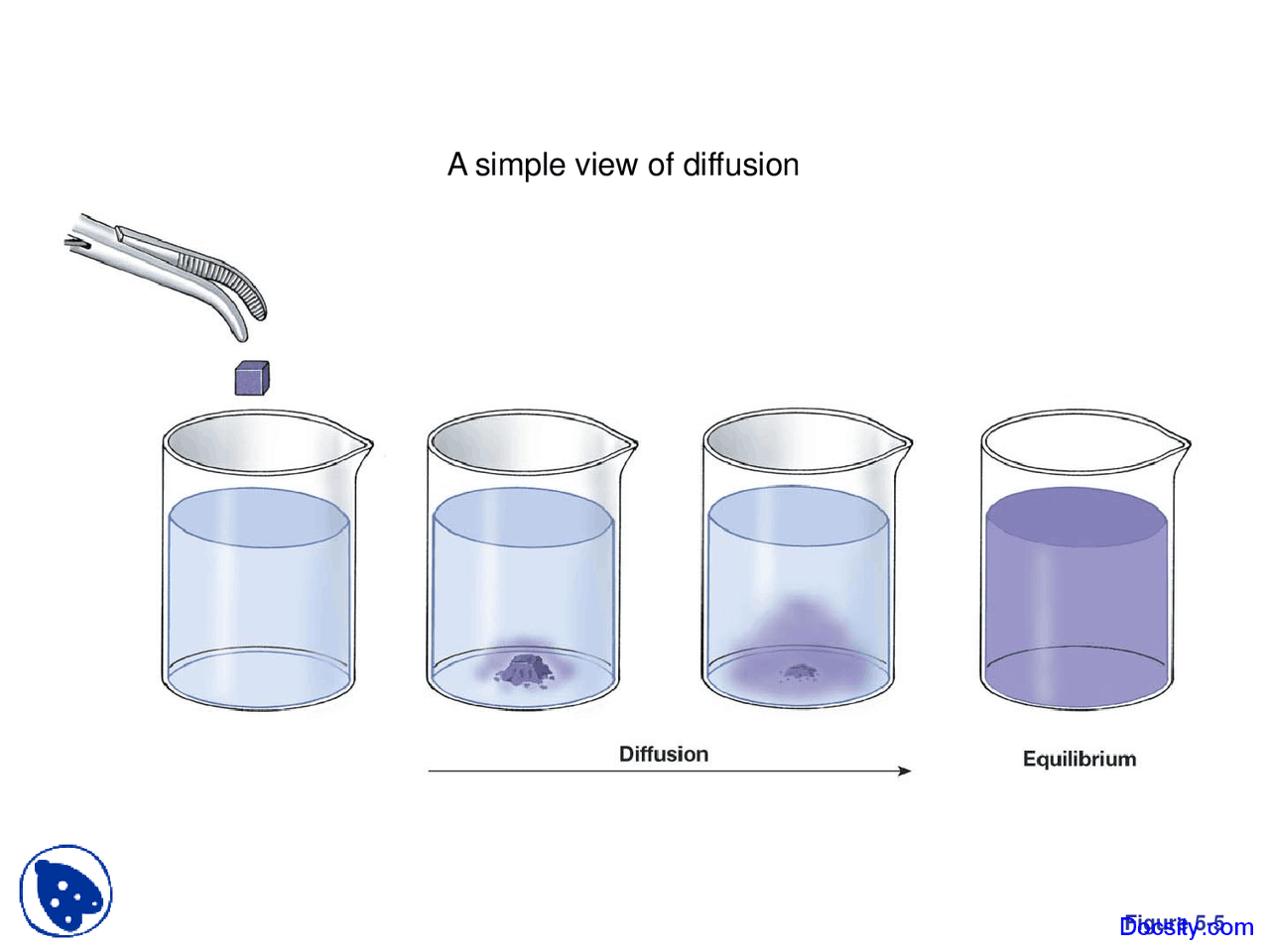 Simple View Fundamentals Of Biology Lecture Slides Docsity