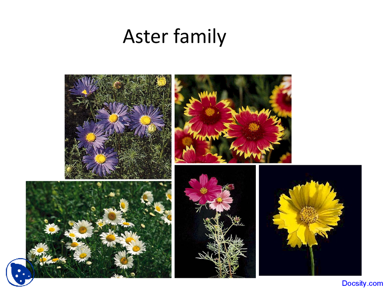 Aster Family - Fundamentals of Botany - Lecture Slides - Docsity