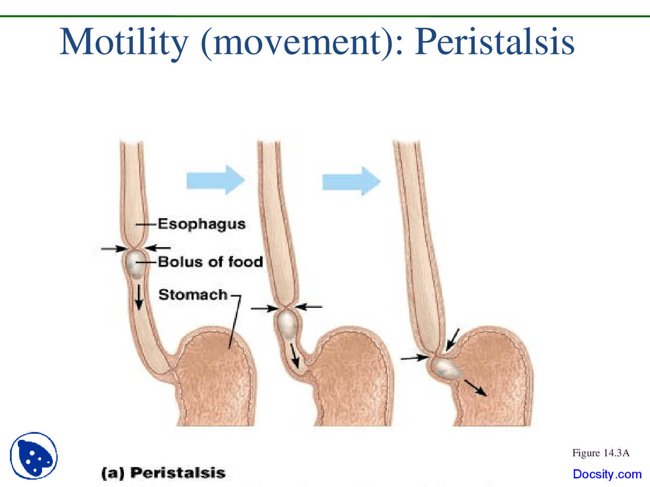 Motility - Fundamentals of Biology - Lecture Slides - Docsity