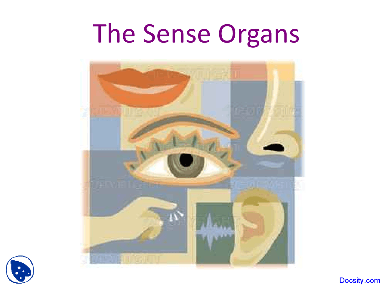 Sense Organs Human Biology Lecture Slides Docsity