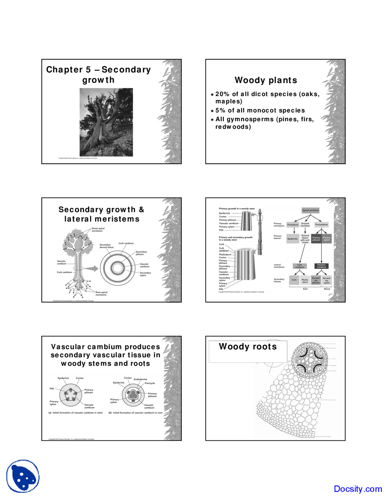Secondary Growth Fundamentals Of Botany Lecture Slides Docsity