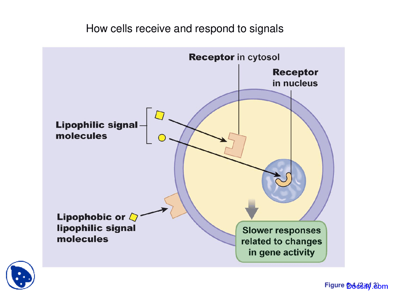 Understanding Cell Signaling: A Visual Guide | Slides Biology | Docsity