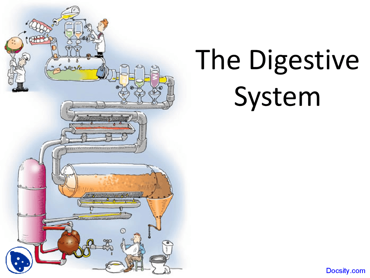 Digestive System Human Biology Lecture Slides Docsity