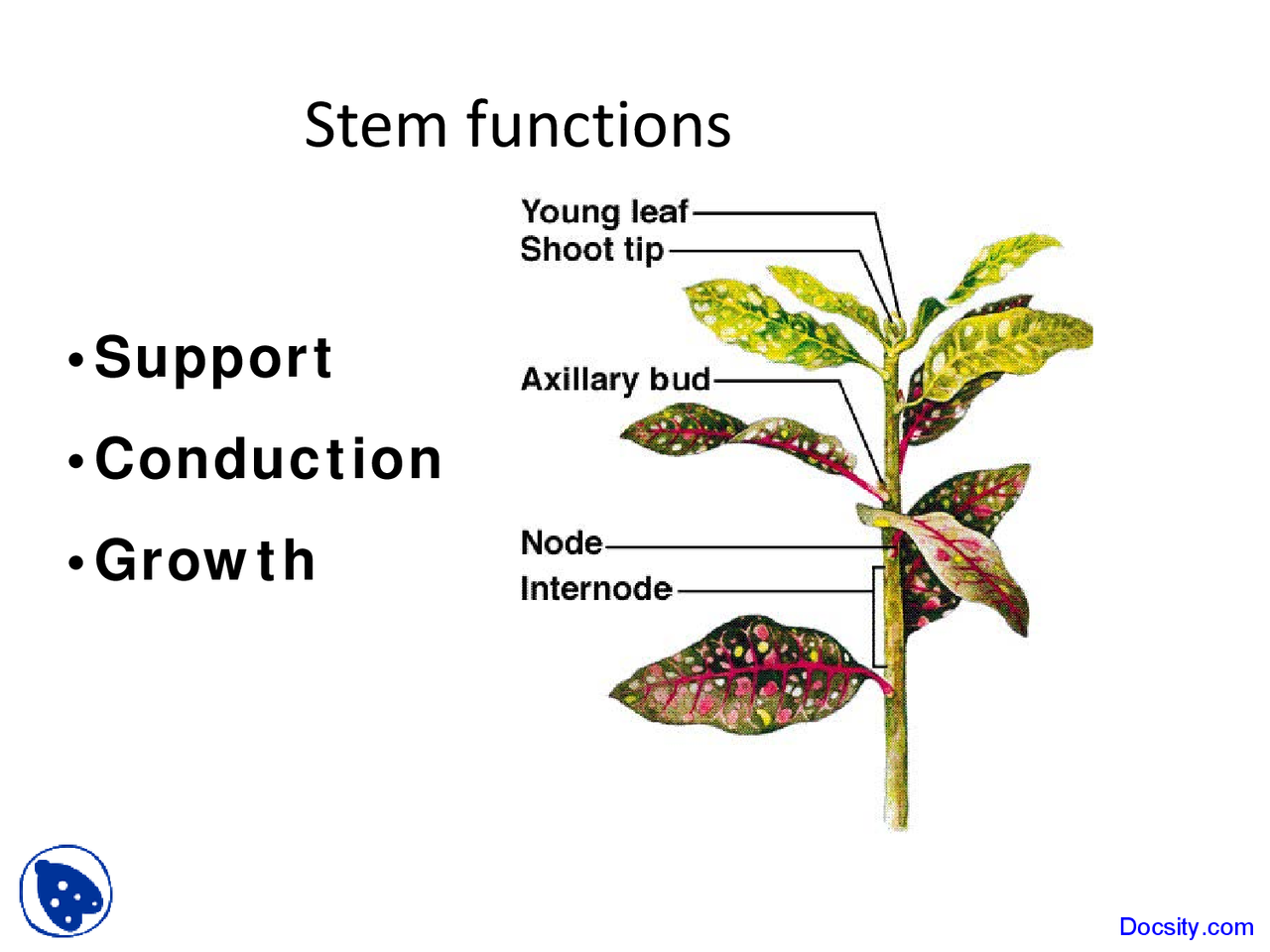 Stem Functions Fundamentals Of Botany Lecture Slides Docsity
