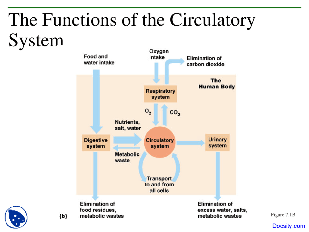 Functions Fundamentals Of Biology Lecture Slides Docsity