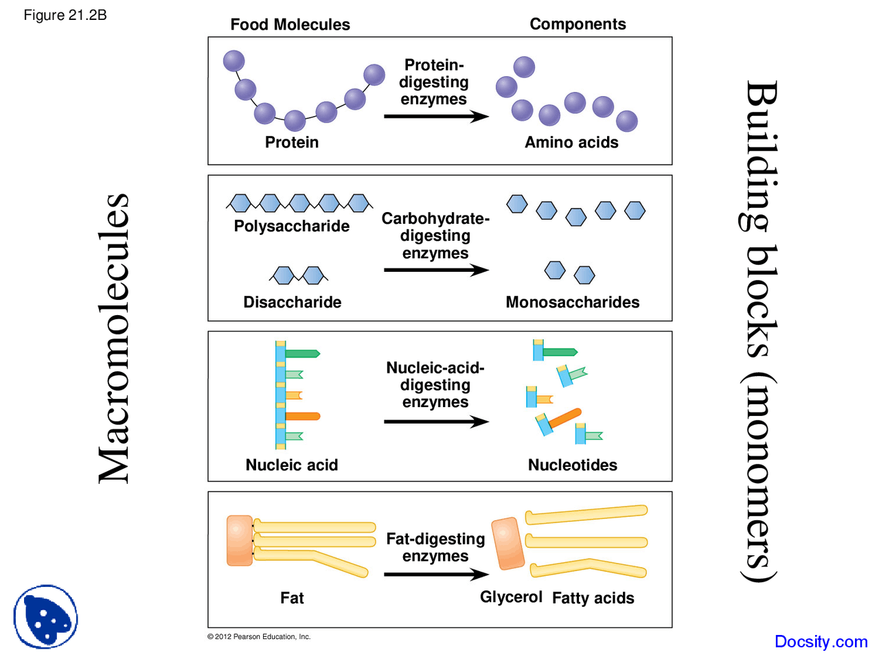 Macromolecules Fundamentals Of Biology Lecture Slides Docsity