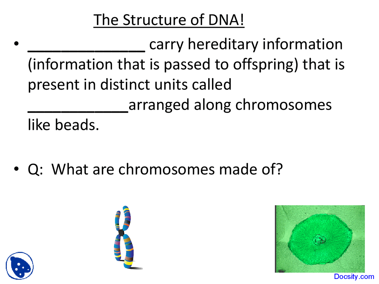 Structure Of Dna International Baccalaureate Biology Lecture Slides