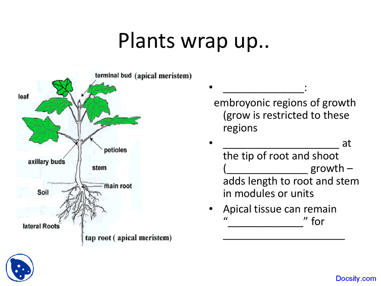 Plants - International Baccalaureate Biology - Lecture Slides - Docsity