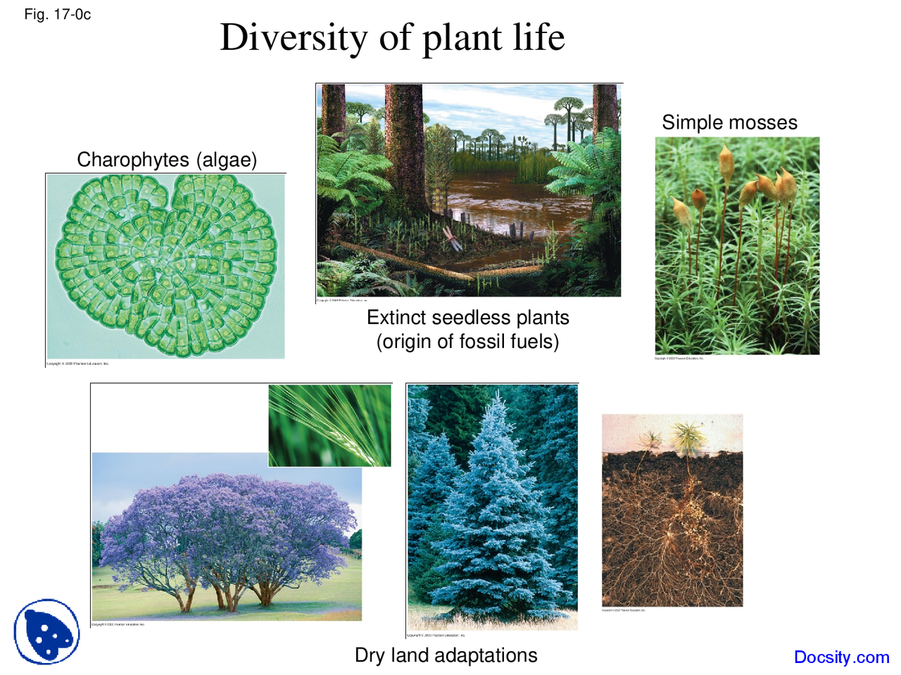 Diversity of Plant Life - Fundamentals of Biology - Lecture Slides ...