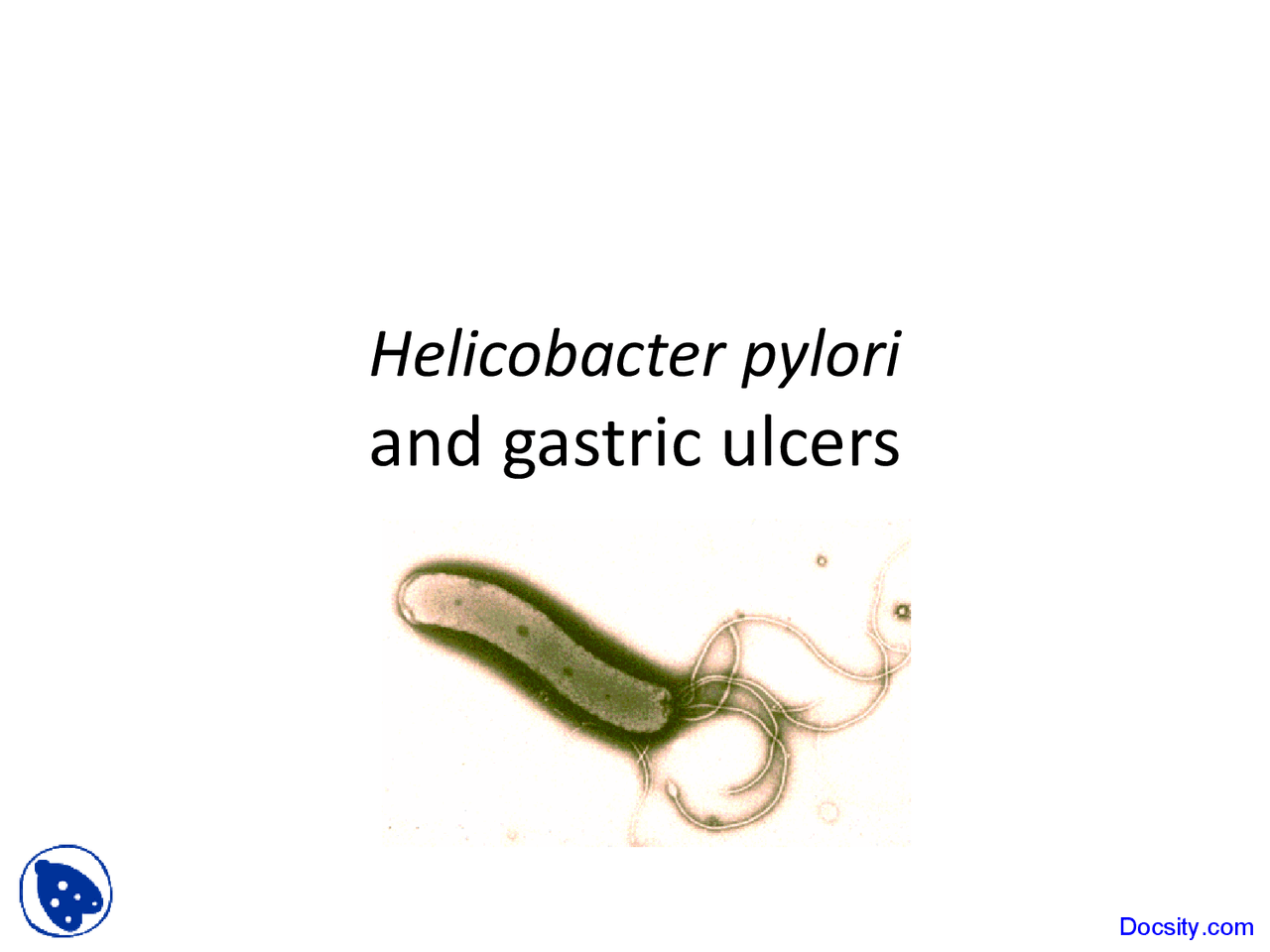 Helicobacter Pylori - Fundamentals of Biology - Lecture Slides - Docsity