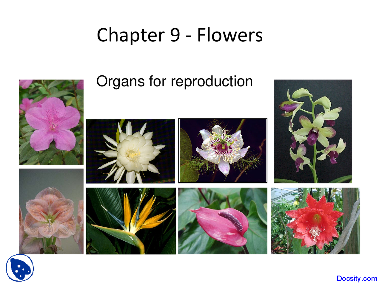 Flowers - Fundamentals of Botany - Lecture Slides - Docsity