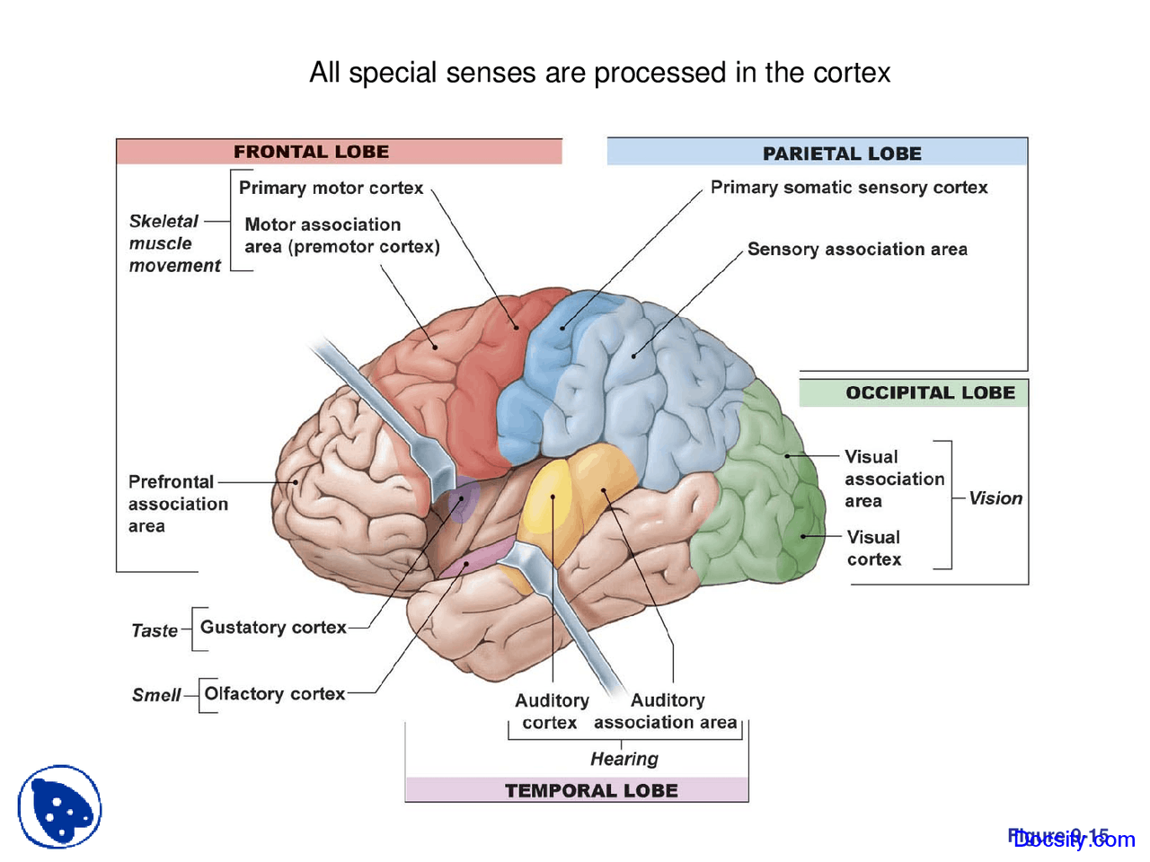 Special Senses Fundamentals Of Biology Lecture Slides Docsity