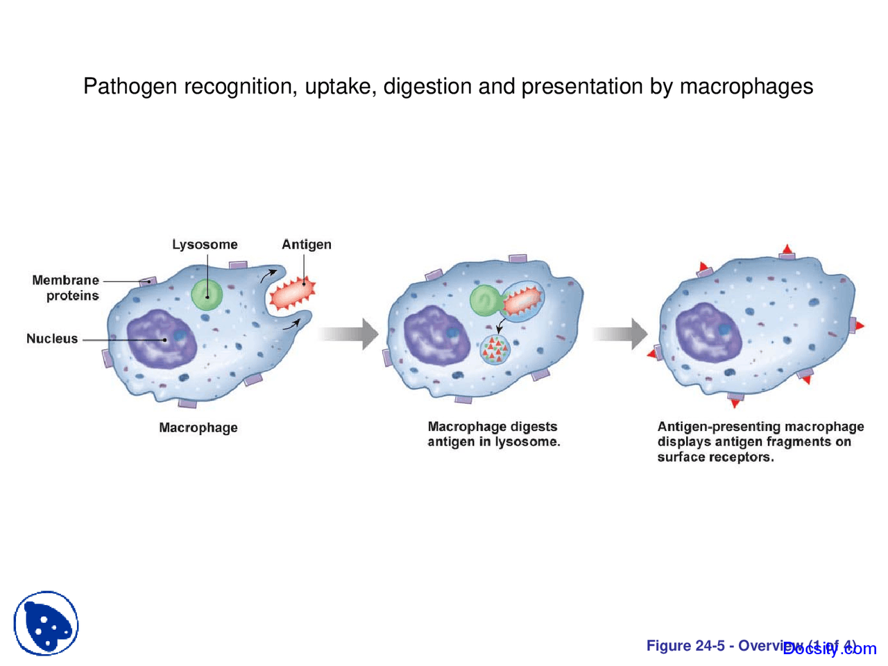 Pathogen Recognition Fundamentals Of Biology Lecture Slides Docsity
