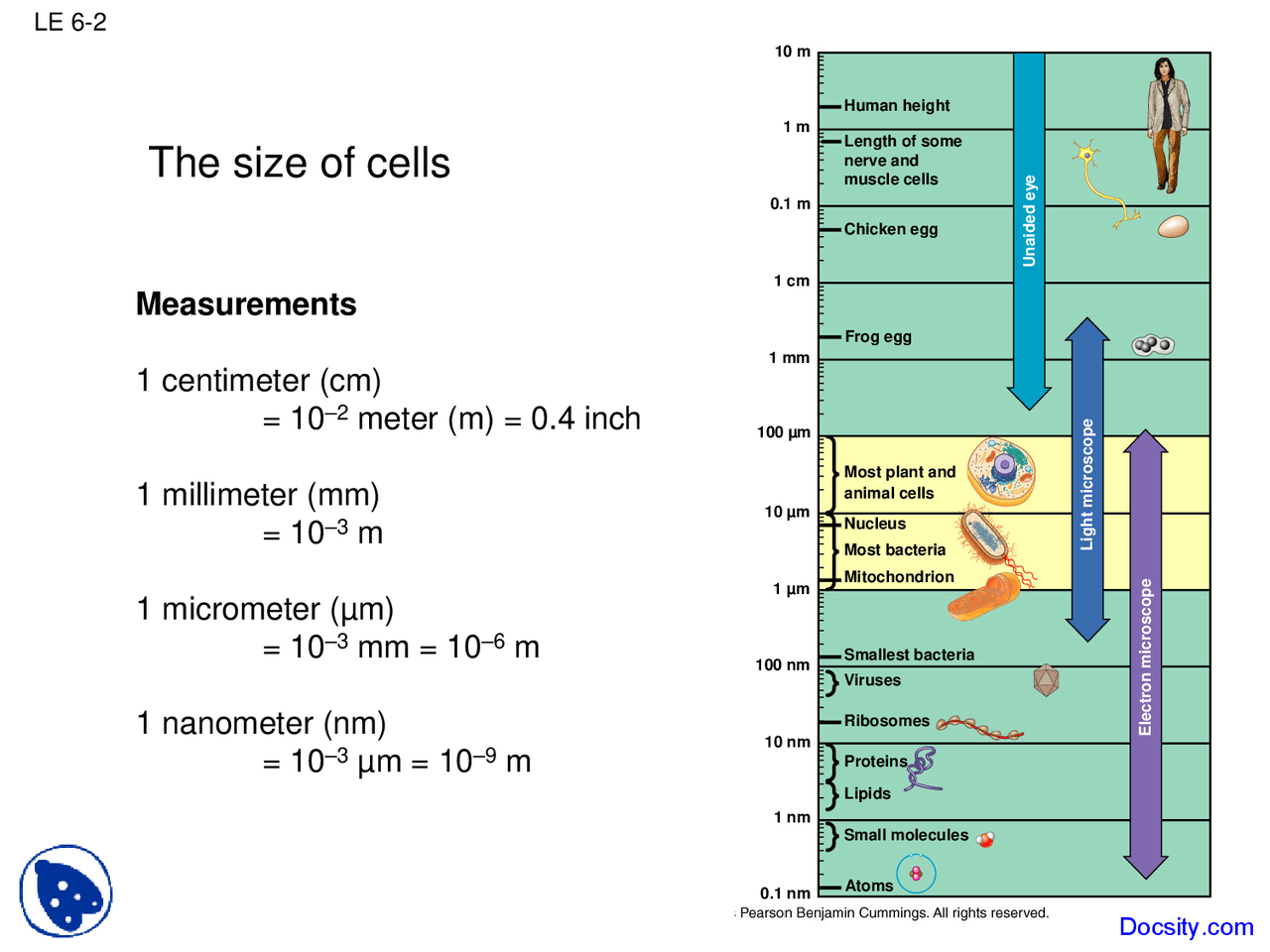 Size of Cells - Fundamentals of Biology - Lecture Slides - Docsity