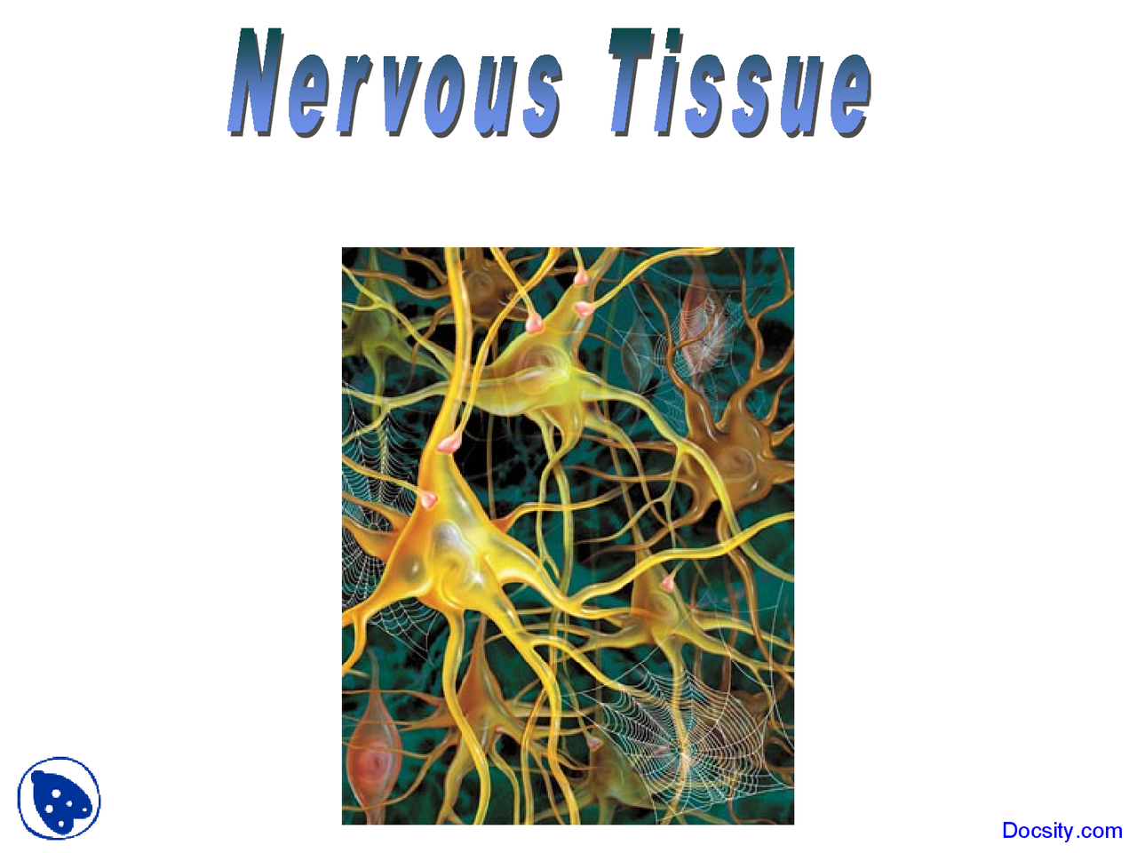 Nervous Tissue Human Biology Lecture Slides Docsity