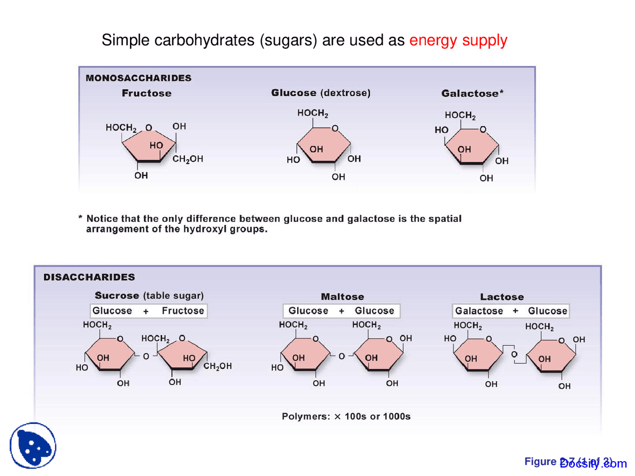 Simple Carbohydrates Fundamentals Of Biology Lecture Slides Docsity