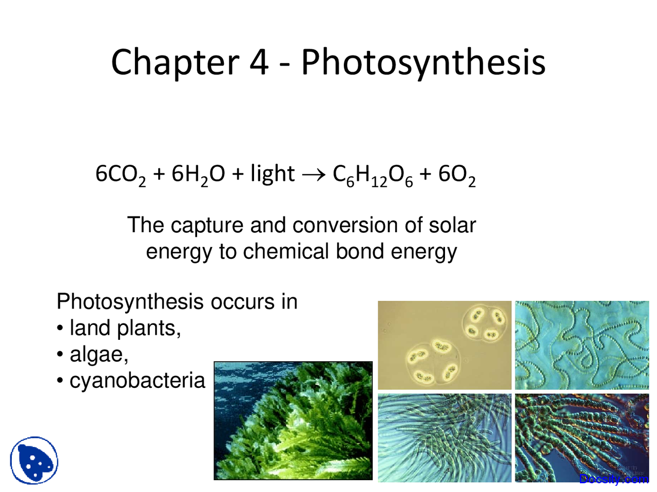 Photosynthesis Fundamentals Of Botany Lecture Slides Docsity