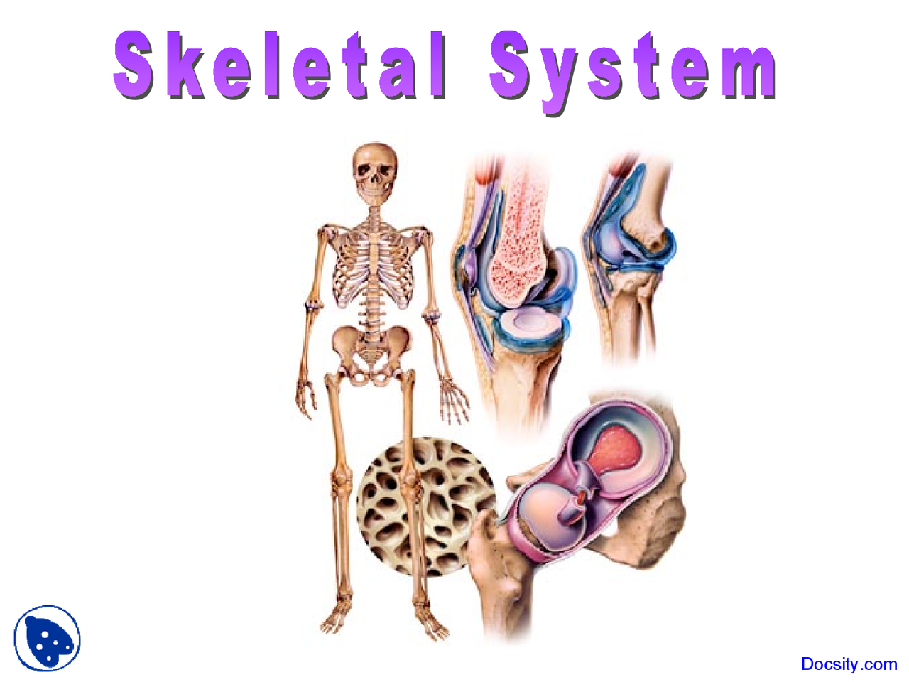 Skeletal System Human Biology Lecture Slides Docsity
