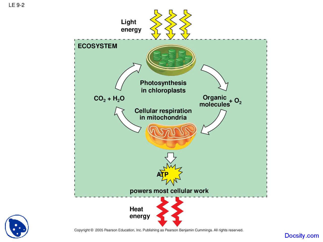 Ecosystem Fundamentals Of Biology Lecture Slides Docsity