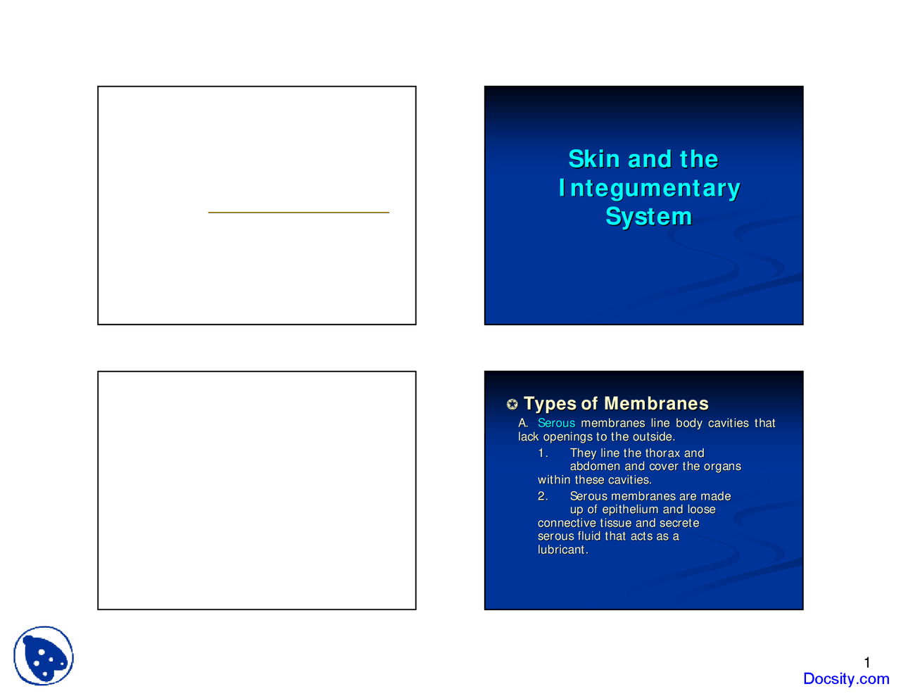 Skin and Integumentary System - Physiology and Anatomy - Lecture Slides ...