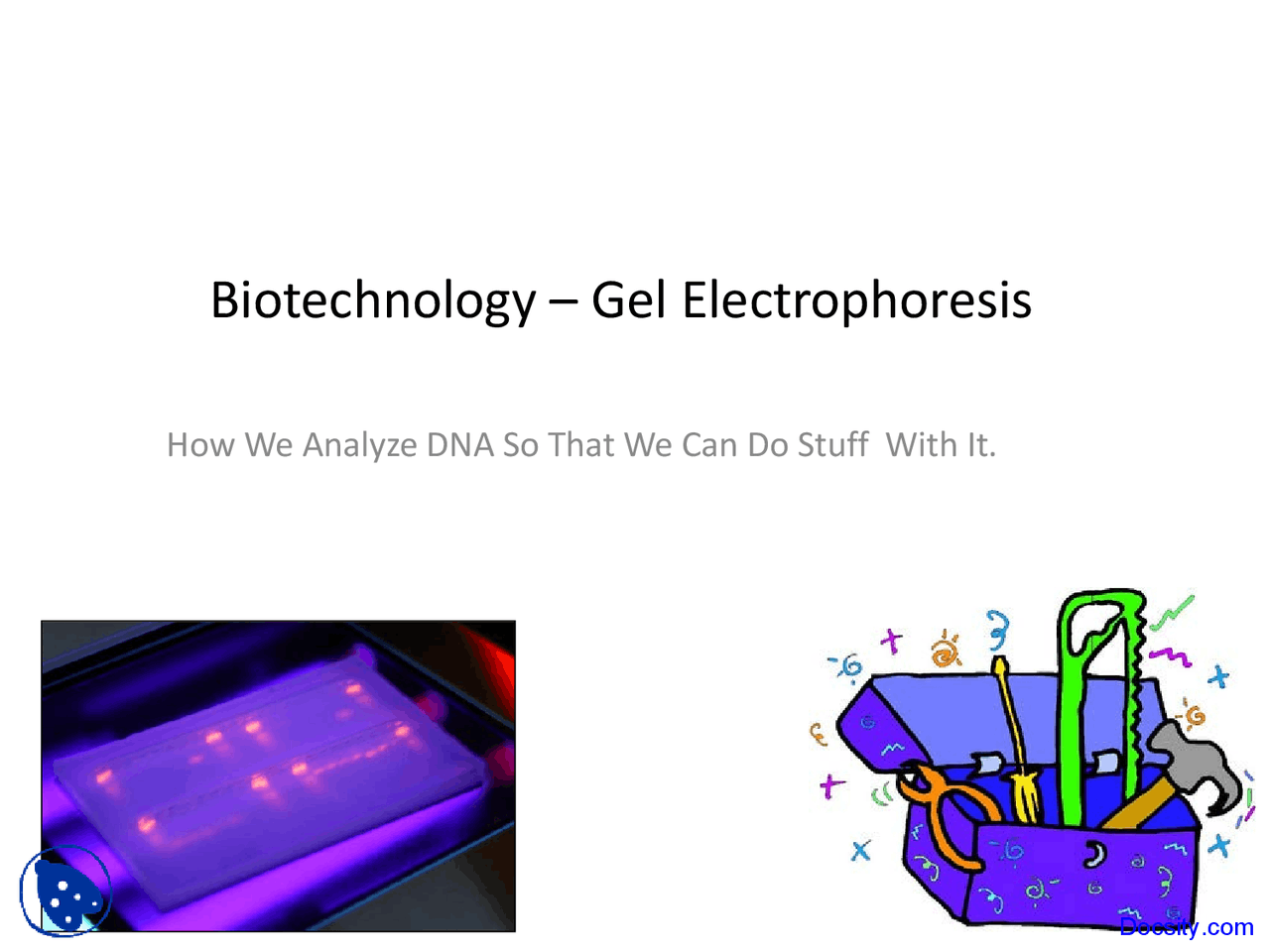 Gel Electrophoresis - Introductory Biology - Lecture Slides - Docsity