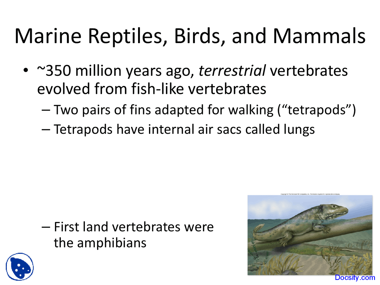 Marine Reptiles, Birds - Marine Biology - Lecture Slides - Docsity