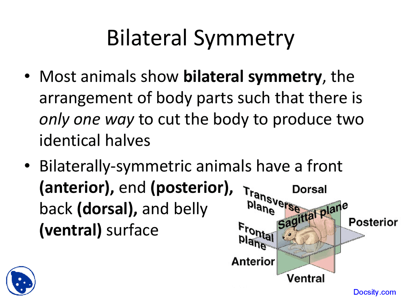 Bilateral Symmetry - Marine Biology - Lecture Slides - Docsity