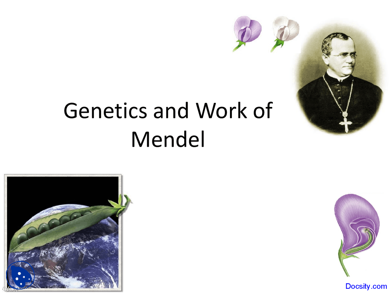 Genetics and Work of Mendel - Introductory Biology - Lecture Slides ...