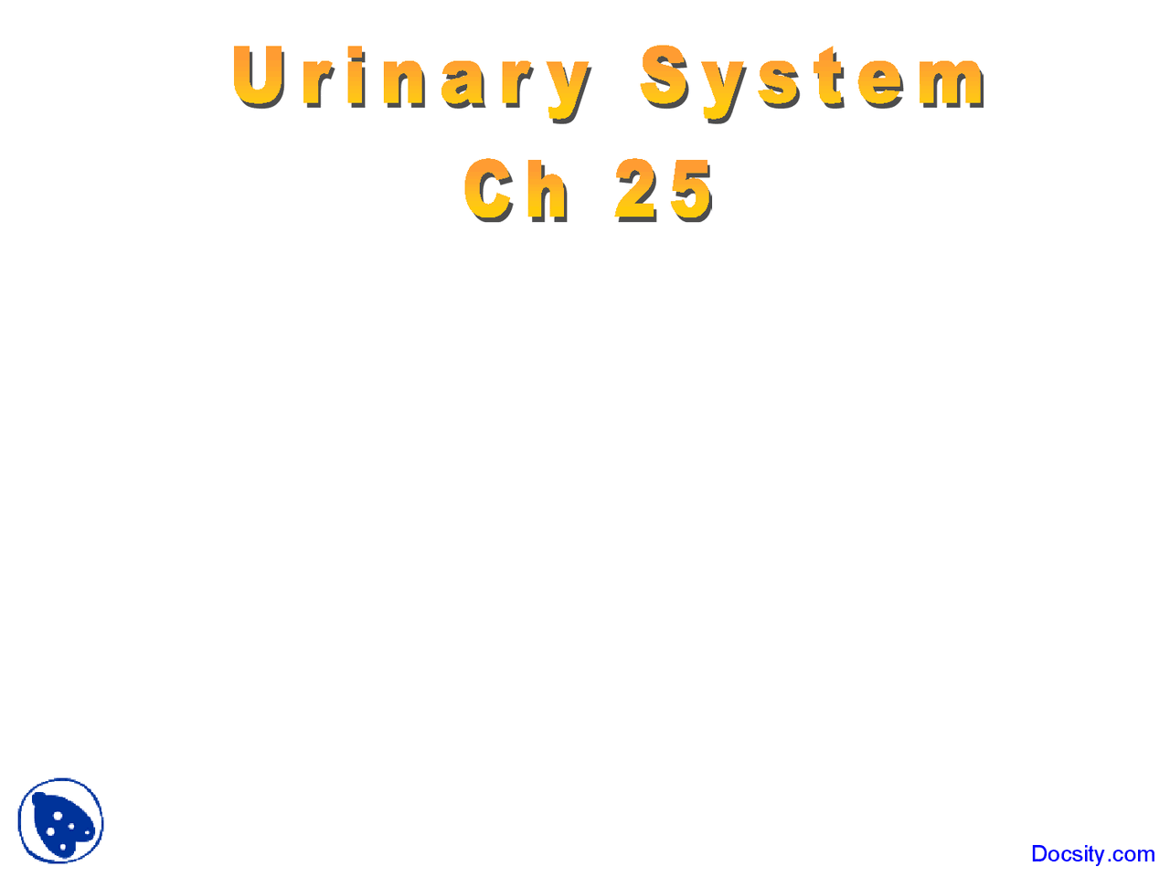 Urinary System - Physiology and Anatomy - Lecture Slides - Docsity