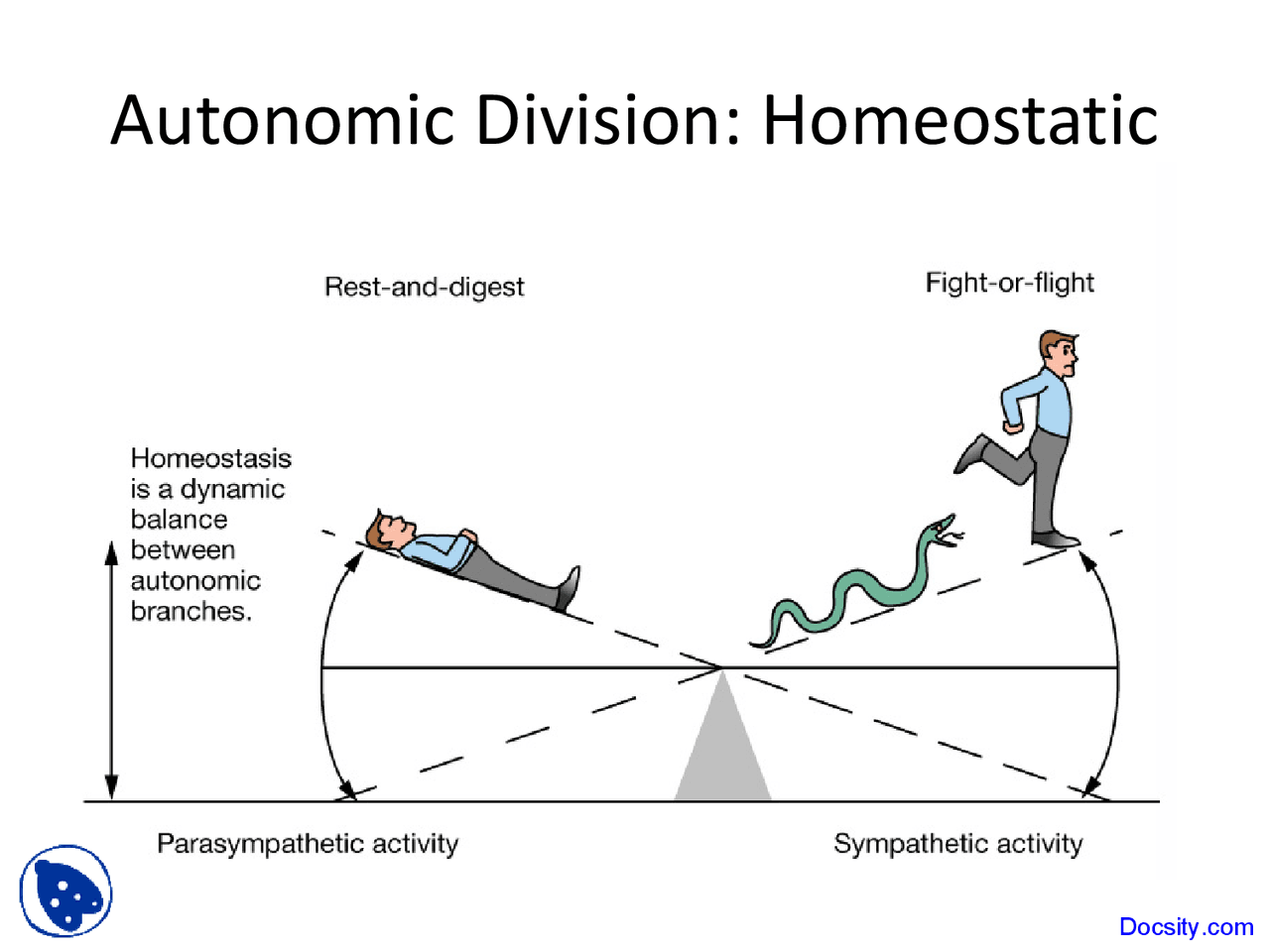 Autonomic Division - Physiology and Anatomy - Lecture Slides | Slides ...