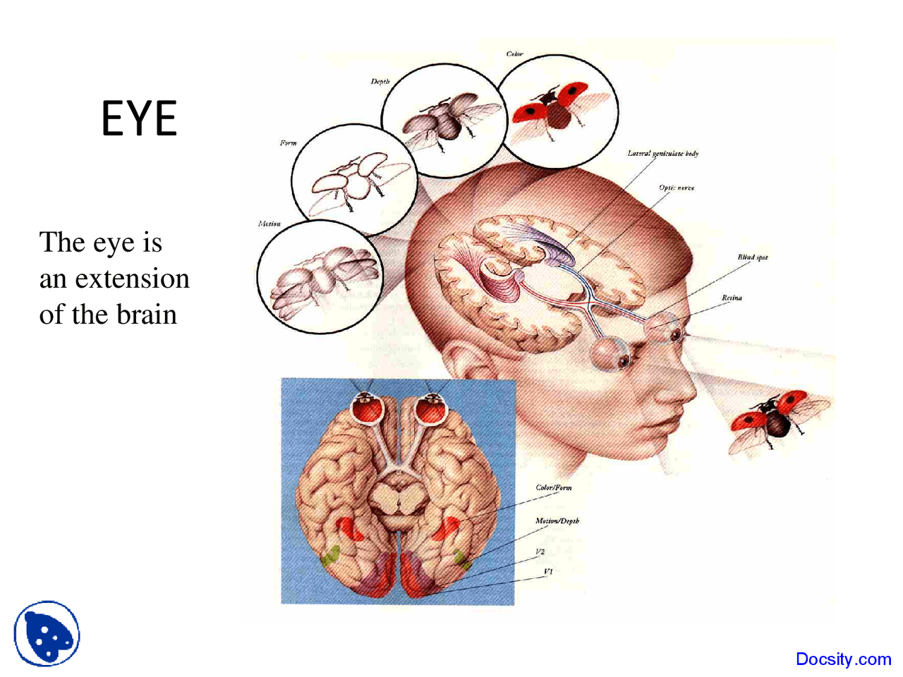 Eye Nerve Biology Lecture Slides Docsity