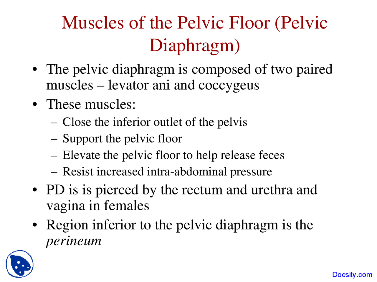 Pelvic Diaphragm - Physiology and Anatomy - Lecture Slides | Slides ...