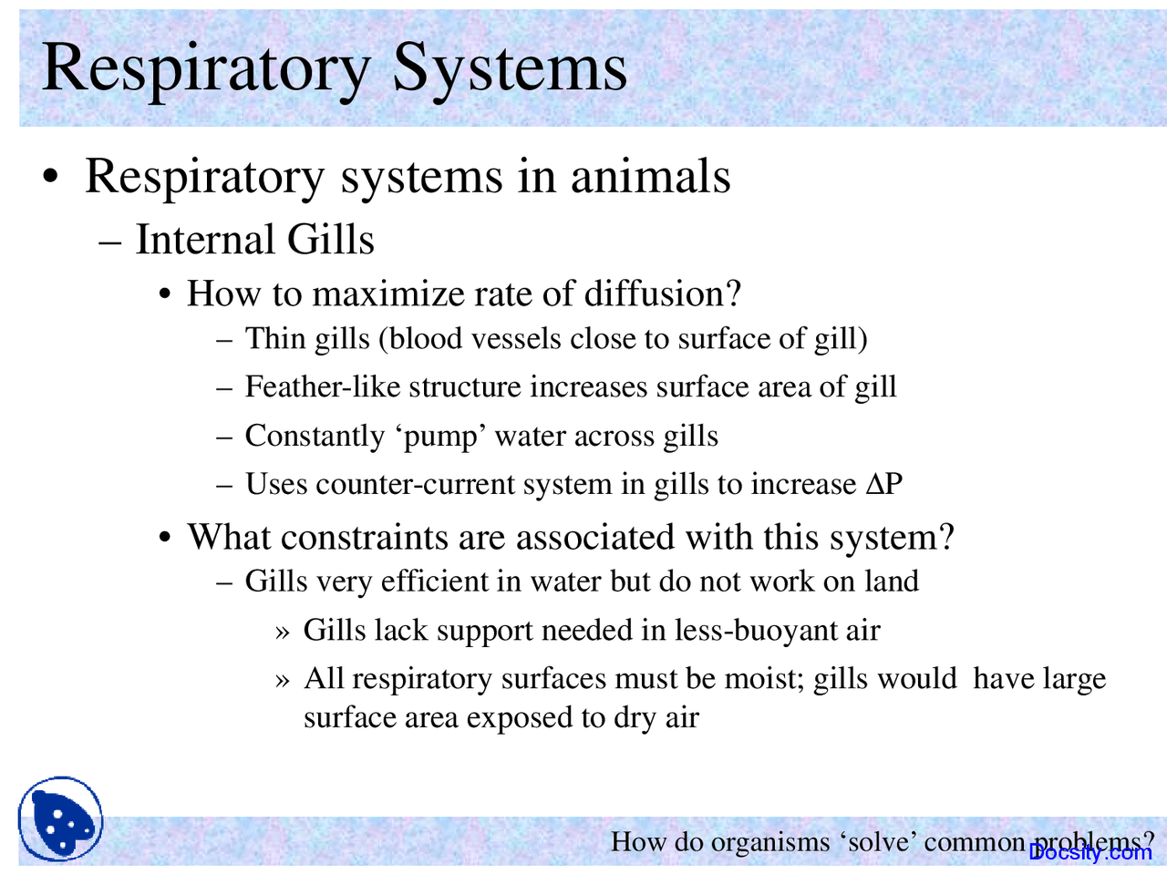 Respiratory Systems in Animals - Principles of Biology - Lecture Slides ...
