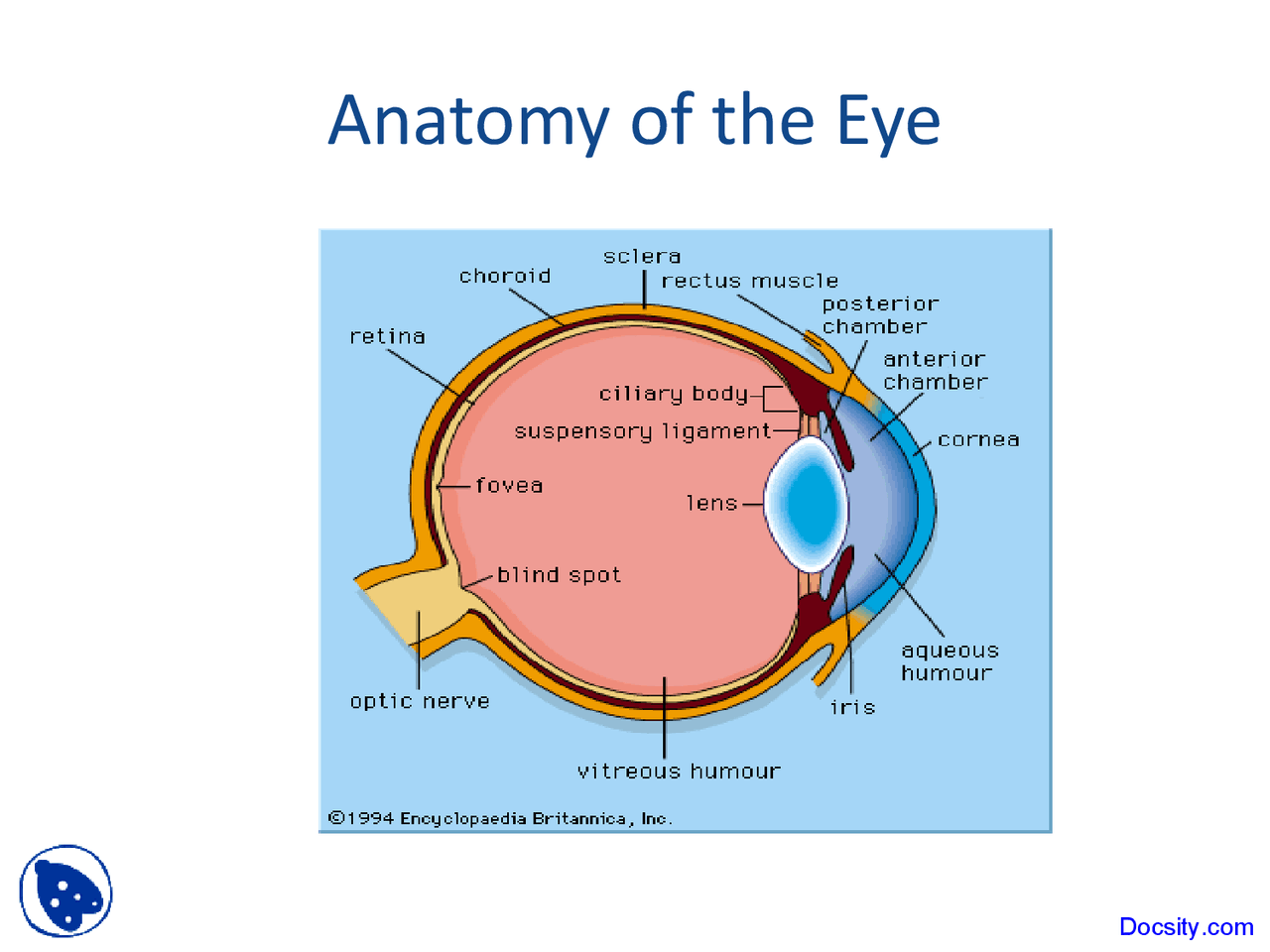 Anatomy Of Eye Nerve Biology Lecture Slides Docsity