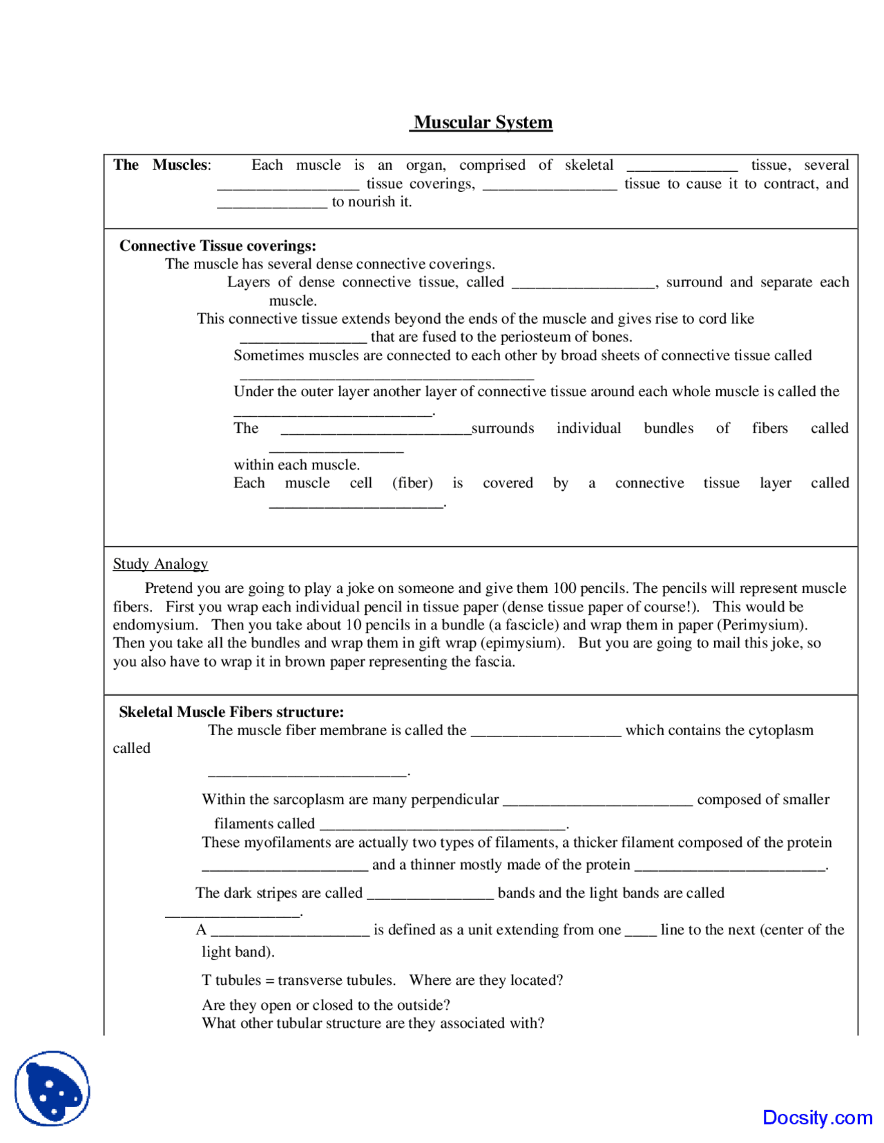Muscular System Physiology And Anatomy Quiz Docsity