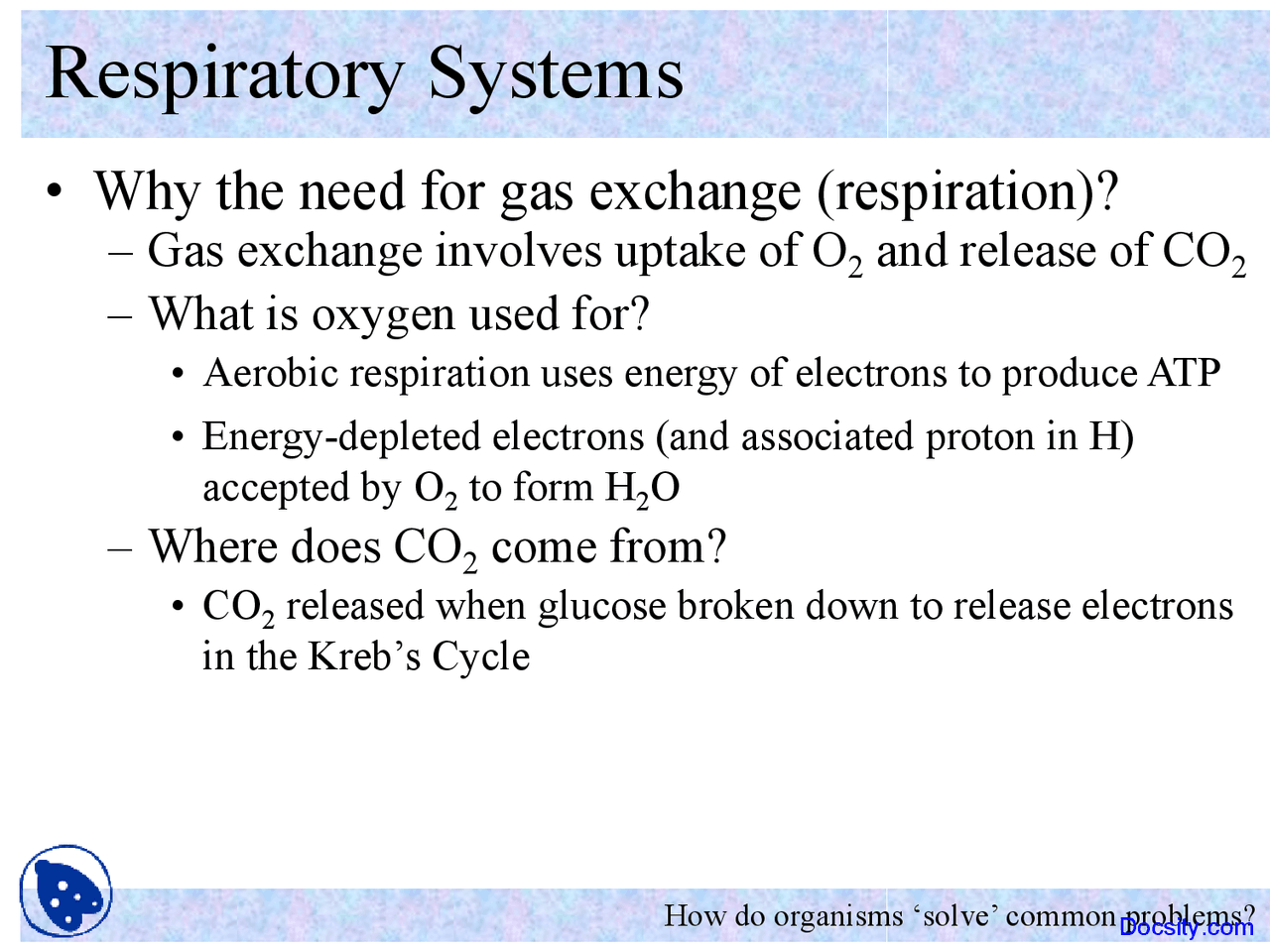 Respiratory Systems Principles Of Biology Lecture Slides Docsity