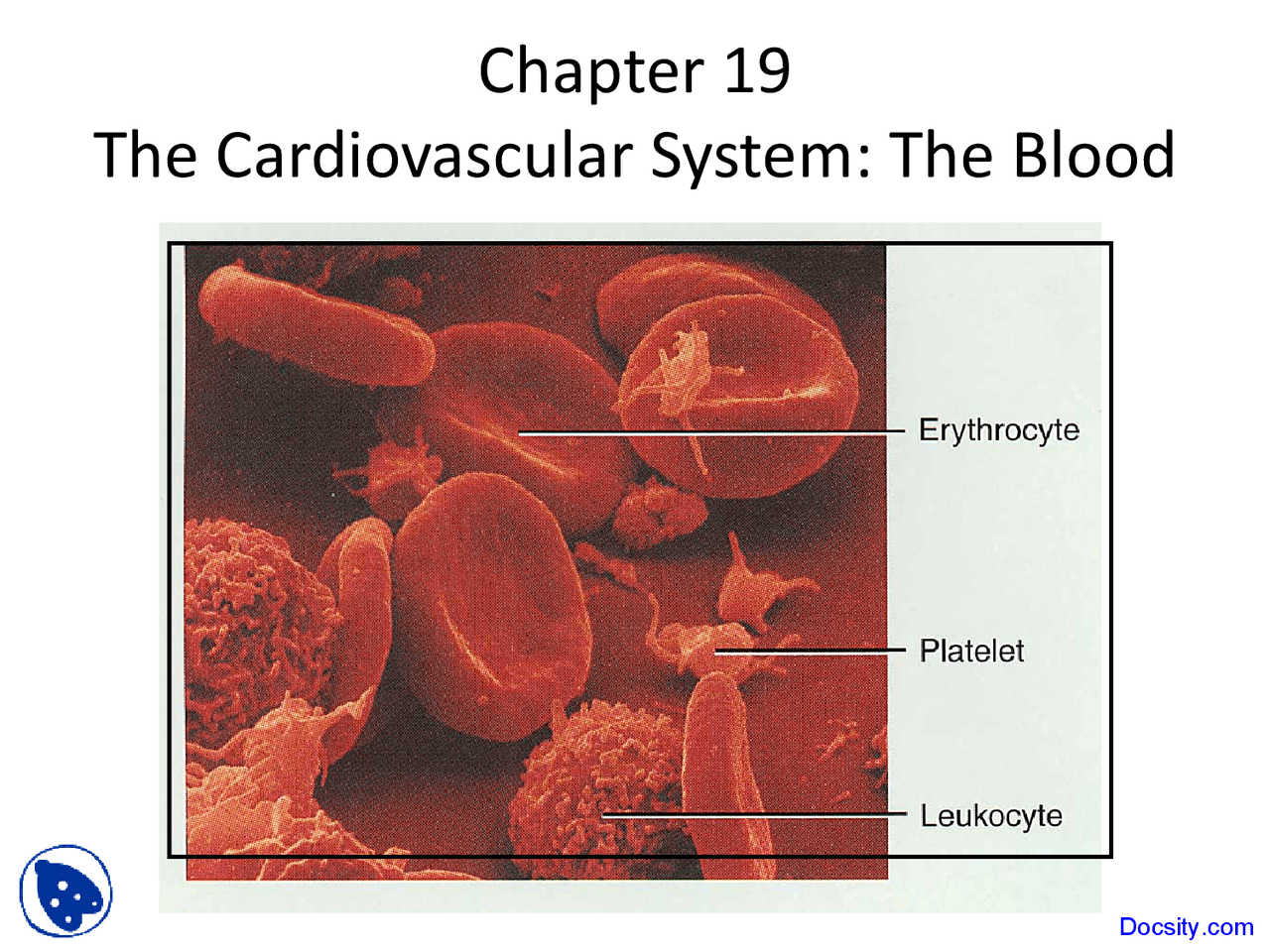 Cardiovascular System, Blood - Physiology and Anatomy - Lecture Slides ...